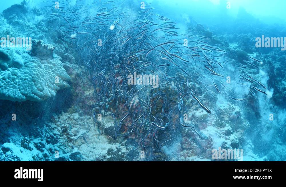 Pholichthys leucotaenia Convict Blenny digging the rocks underwtaer ...
