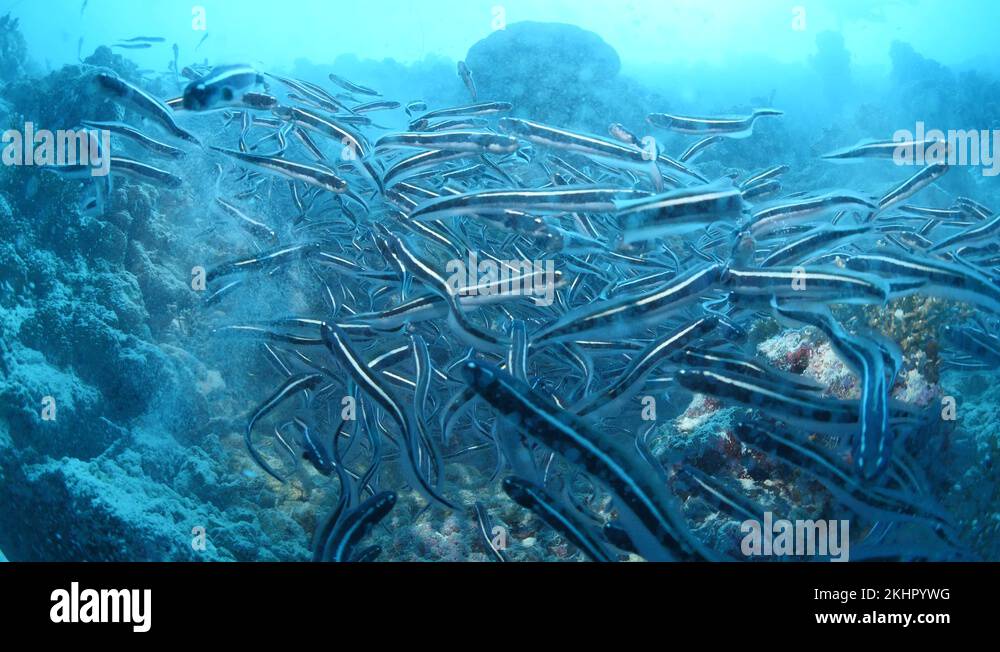 Pholichthys leucotaenia Convict Blenny digging the rocks underwtaer ...
