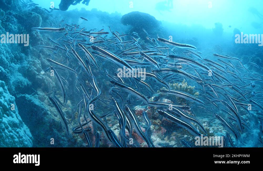 Pholichthys leucotaenia Convict Blenny digging the rocks underwtaer ...