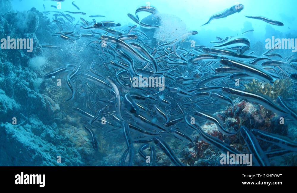 Pholichthys leucotaenia Convict Blenny digging the rocks underwtaer ...