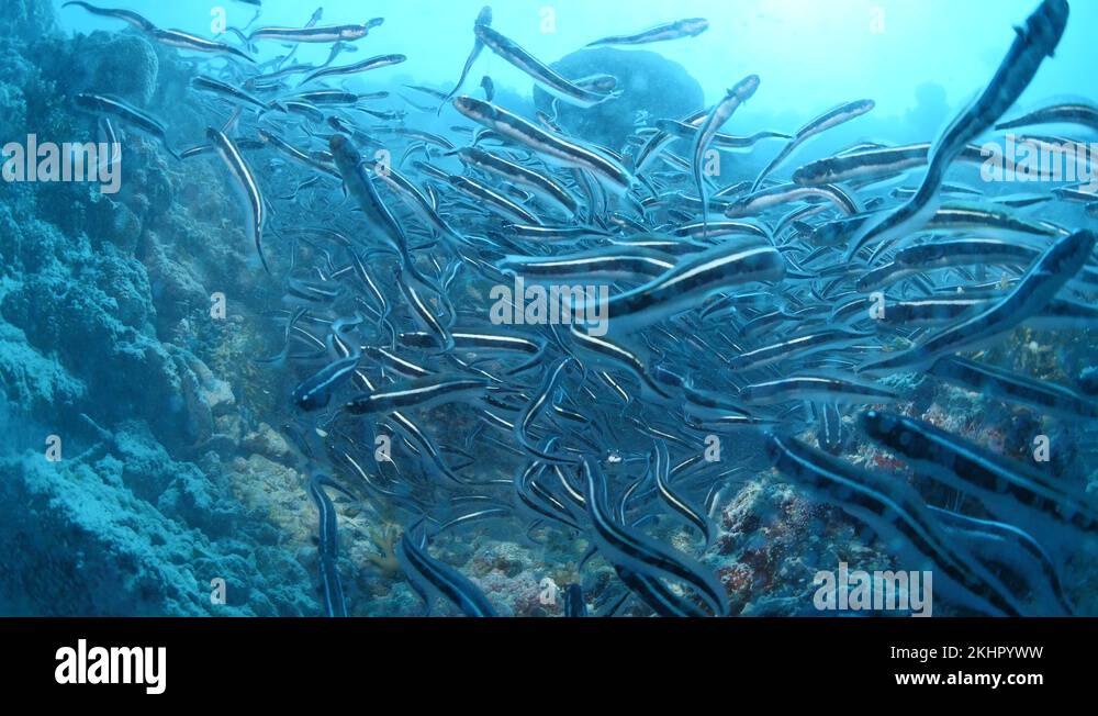 Pholichthys leucotaenia Convict Blenny digging the rocks underwtaer ...