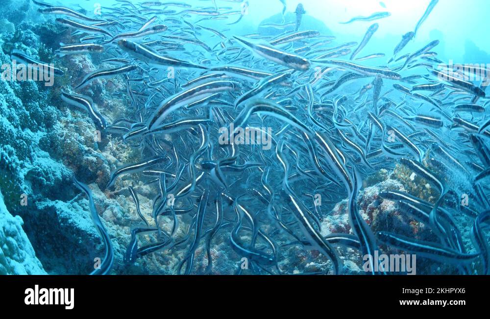 Pholichthys leucotaenia Convict Blenny digging the rocks underwtaer ...