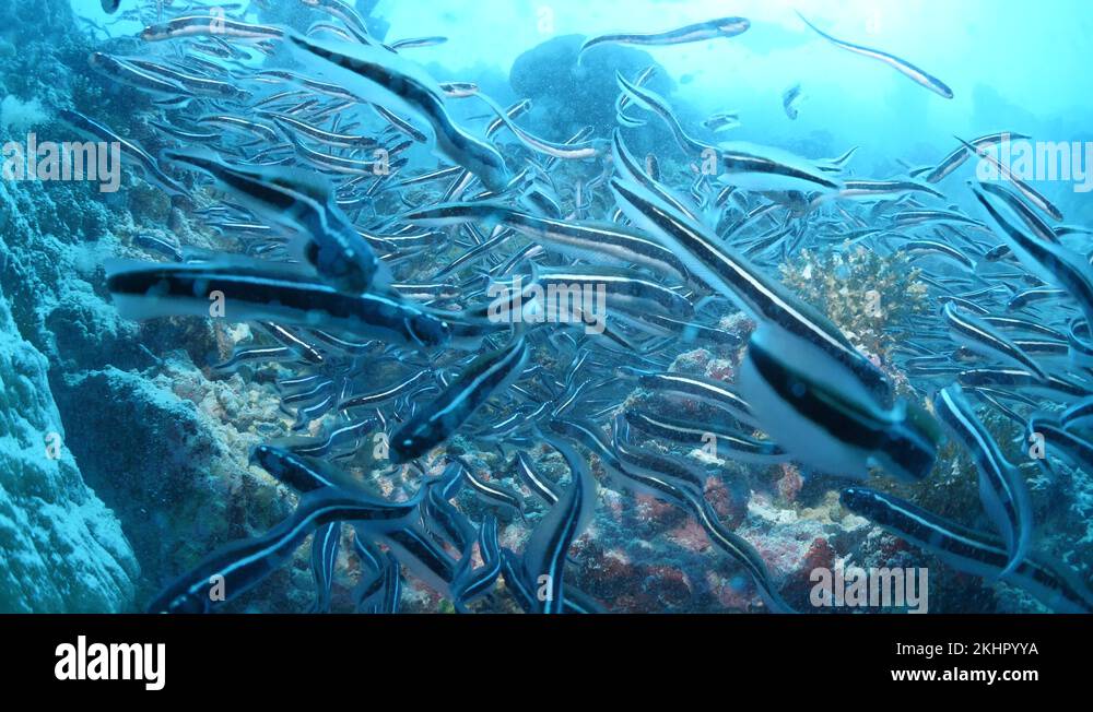 Pholichthys leucotaenia Convict Blenny digging the rocks underwtaer ...