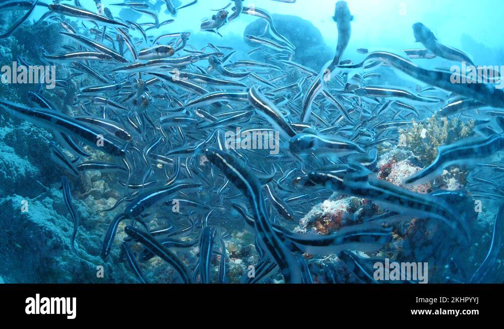 Pholichthys leucotaenia Convict Blenny digging the rocks underwtaer ...