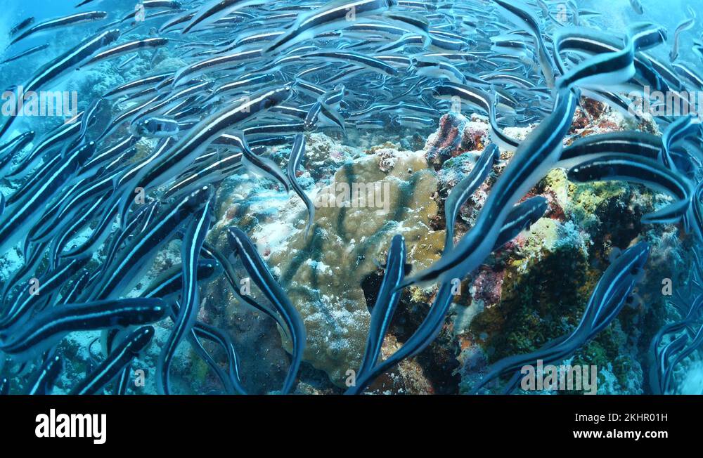 Pholichthys leucotaenia Convict Blenny digging the rocks underwtaer ...