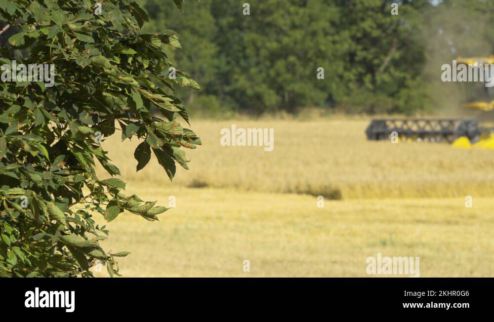 A view of a branch of a green leafy tree and a grain field, yellow ...