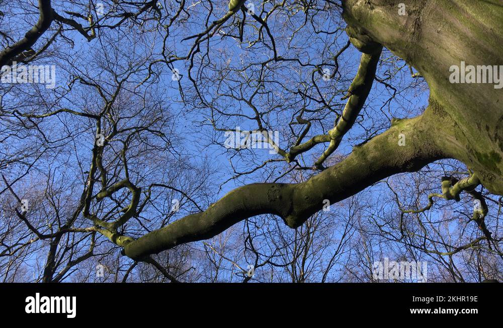 Beech oak tree canopy Stock Videos & Footage - HD and 4K Video Clips ...