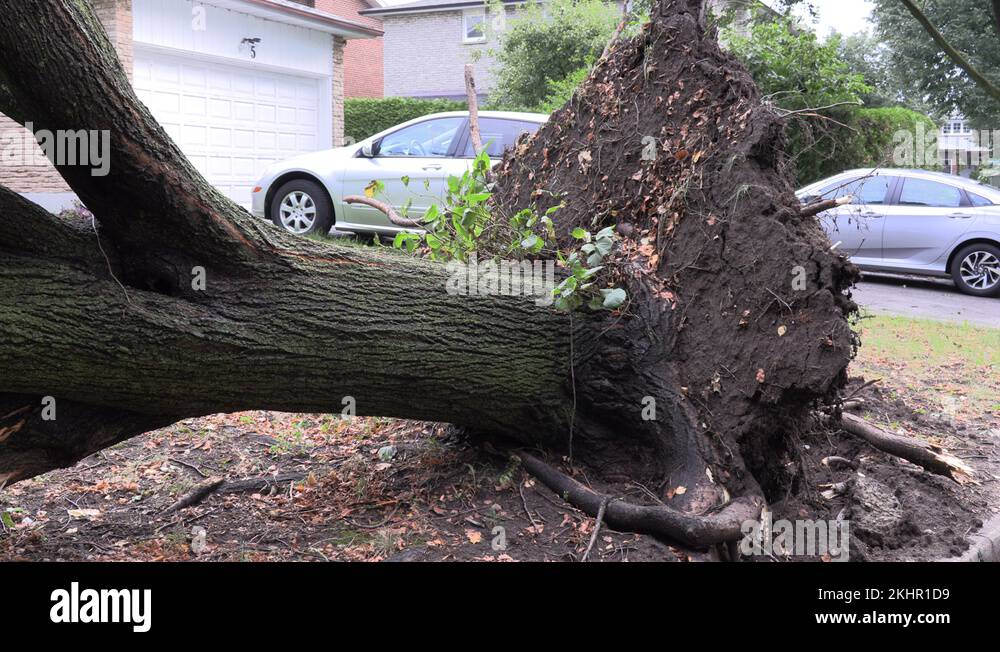 Trees uprooted and damage after severe wind in thunderstorm Stock Video ...