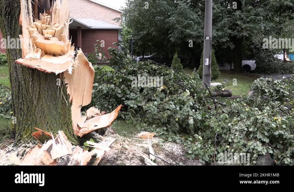 Trees uprooted and damage after severe wind in thunderstorm Stock Video ...