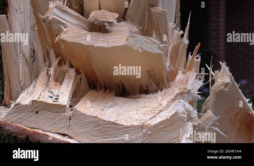 Trees uprooted and damage after severe wind in thunderstorm Stock Video ...