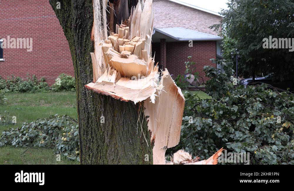 Trees uprooted and damage after severe wind in thunderstorm Stock Video ...
