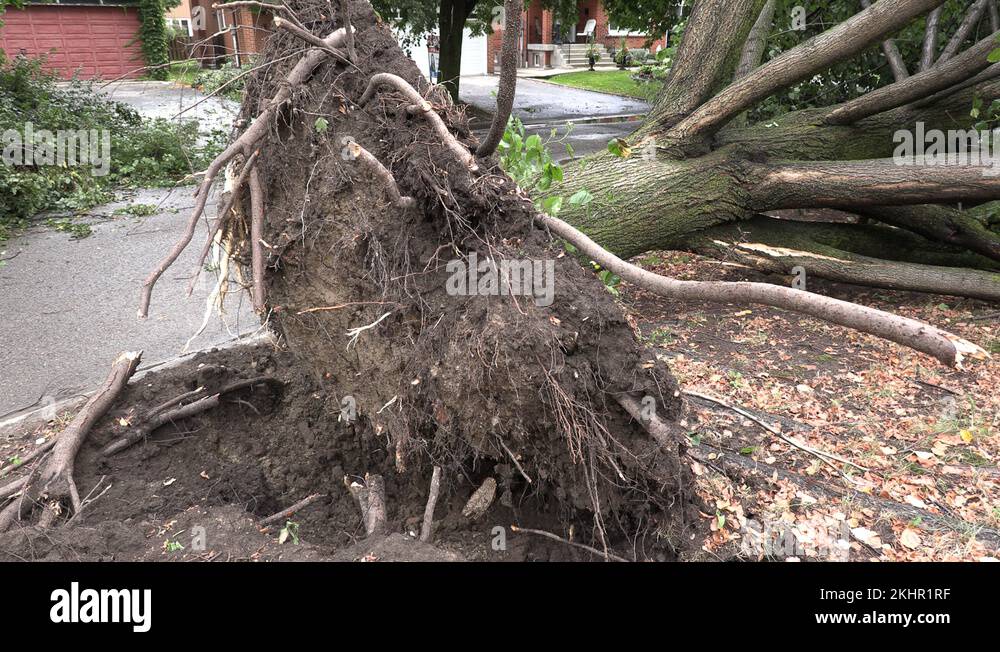 Trees uprooted and damage after severe wind in thunderstorm Stock Video ...