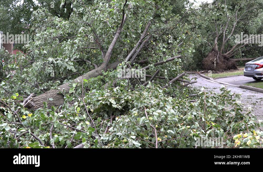 Trees uprooted and damage after severe wind in thunderstorm Stock Video ...