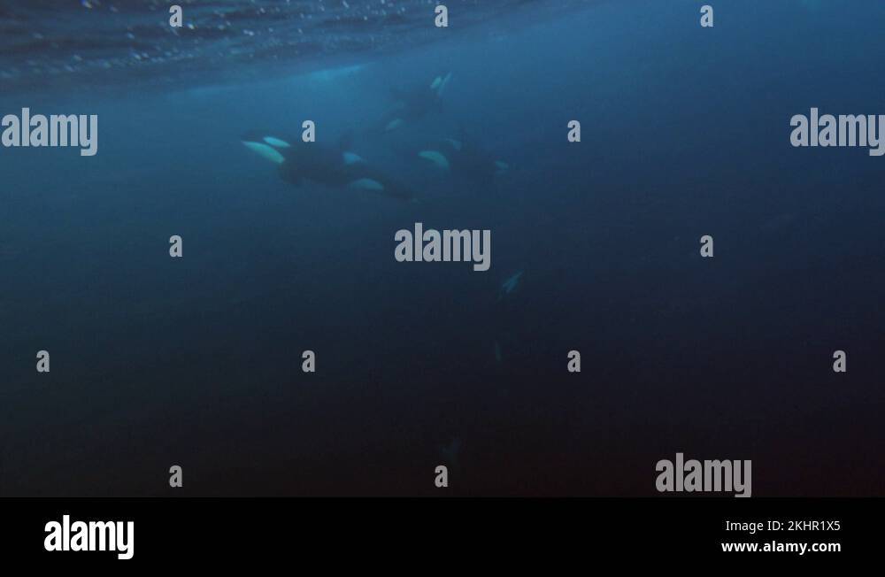 Orca, killer whales hunting for herrings in the Fjords of Norway Stock ...
