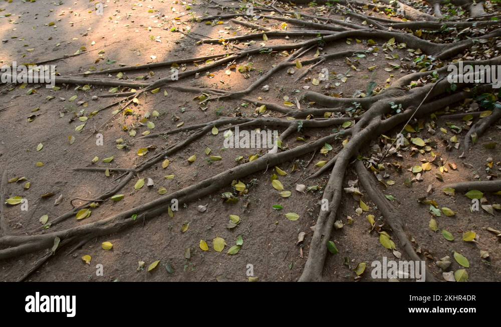 Roots of ficus tree Stock Videos & Footage - HD and 4K Video Clips - Alamy