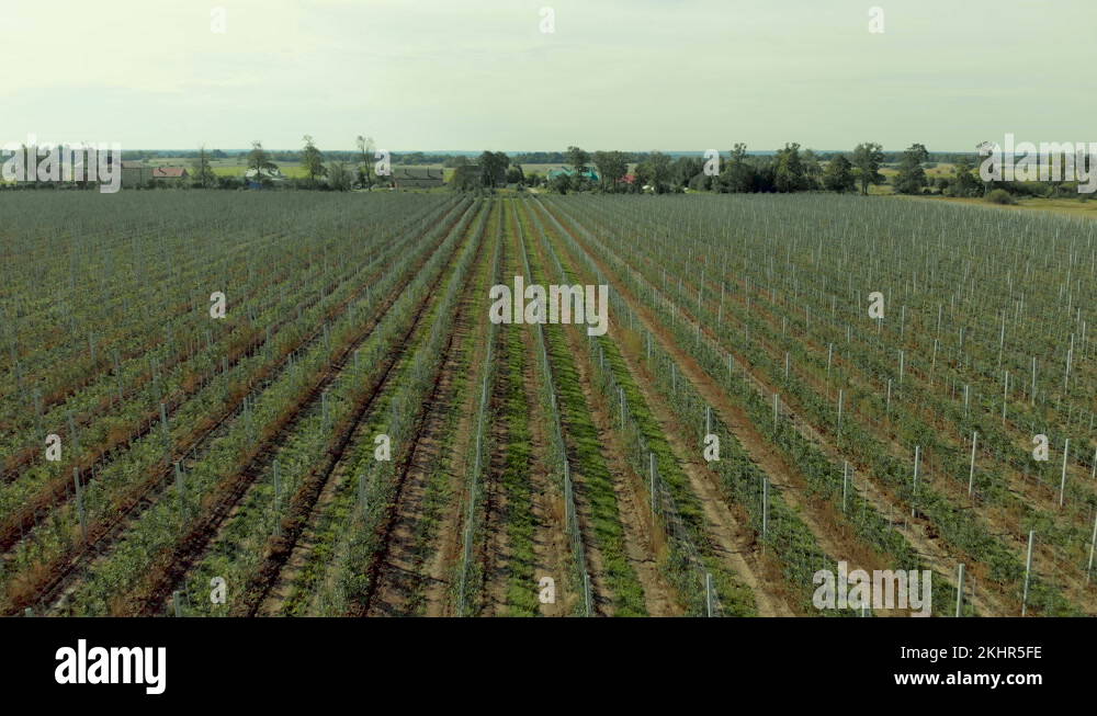 Apple Orchard Aerial View. Flying High Above an Apple Orchard. Flying A ...