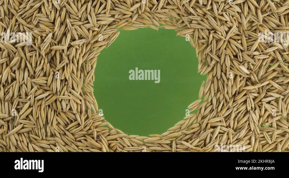Rotation of oats grains scattered in a circle with space in the center ...