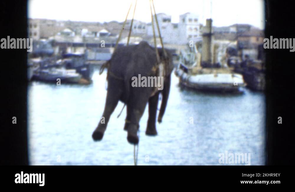 COLOMBO CEYLON-1946: Elephant Being Crane-Lifted As Cargo Onto An Ocean ...