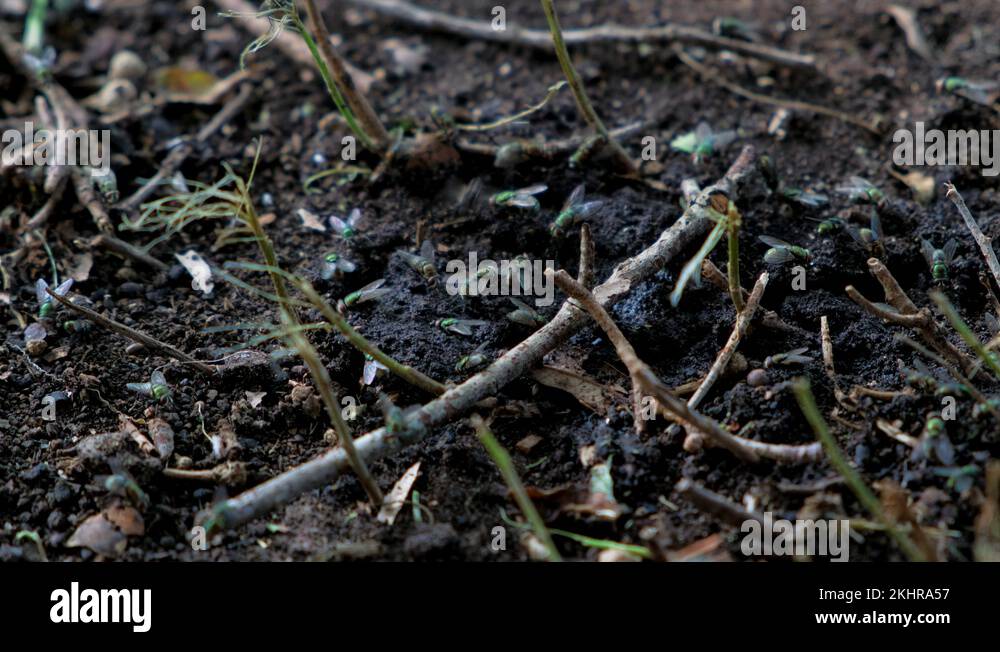 Rotten decay Stock Videos & Footage - HD and 4K Video Clips - Alamy