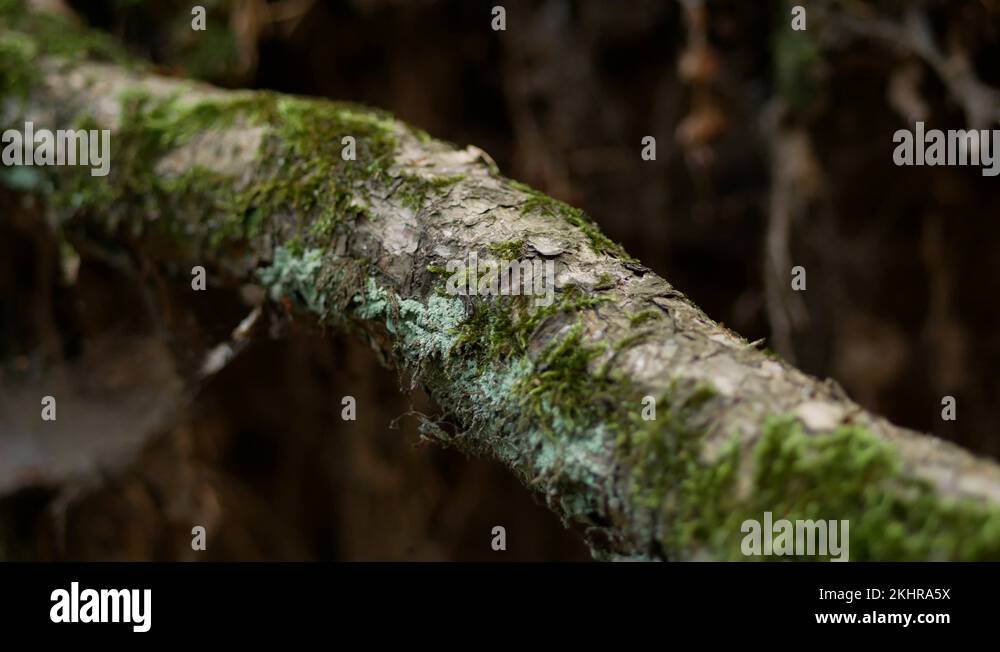 Spiders lair Stock Videos & Footage - HD and 4K Video Clips - Alamy