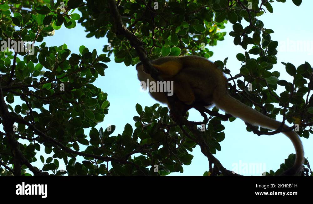 Cute saimiri monkey eat in green jungle. Japan, Ishigaki Island Park ...
