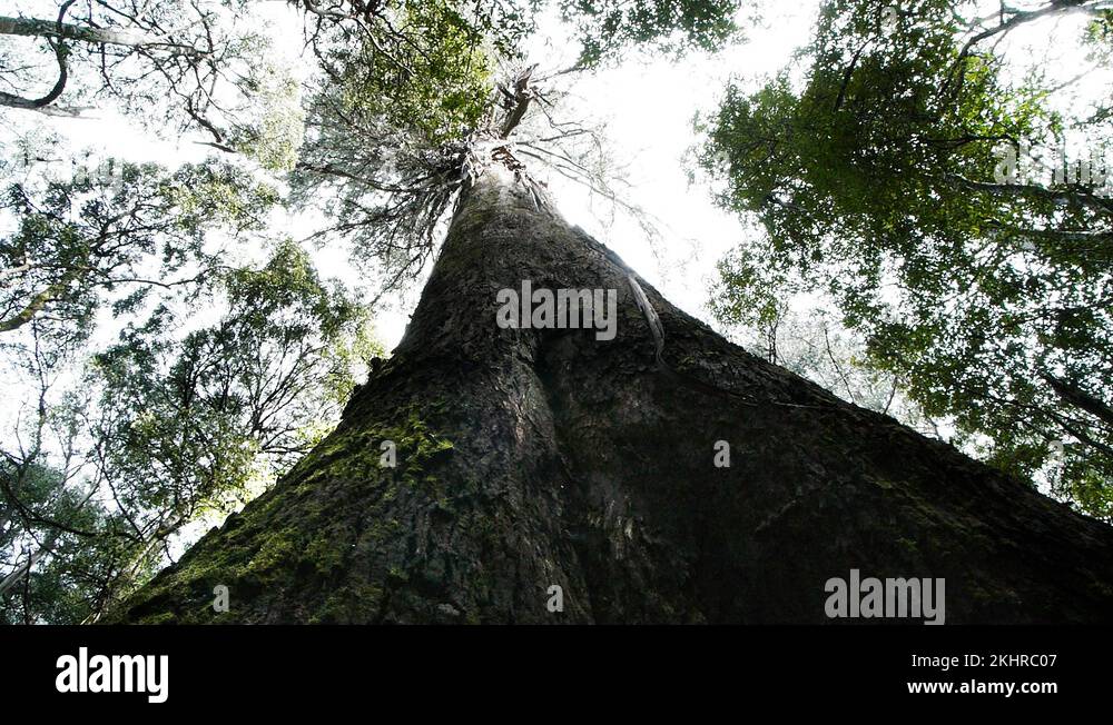 Giant evergreen tree Stock Videos & Footage - HD and 4K Video Clips - Alamy