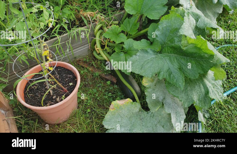 Fruit picking harvest pick harvesting Stock Videos & Footage - HD and ...