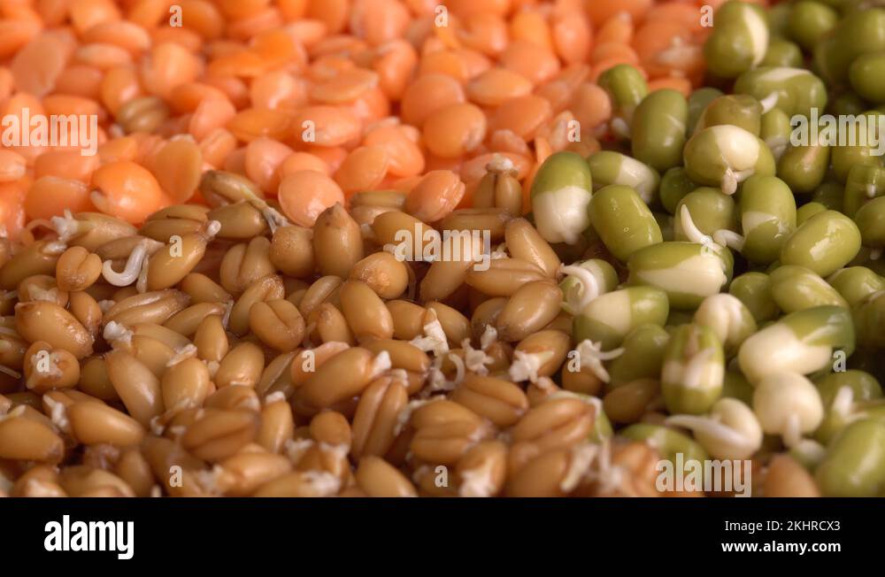 Grain bran endosperm germ Stock Videos & Footage - HD and 4K Video ...