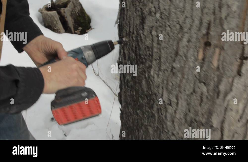 Tapping a tree Stock Videos & Footage - HD and 4K Video Clips - Alamy