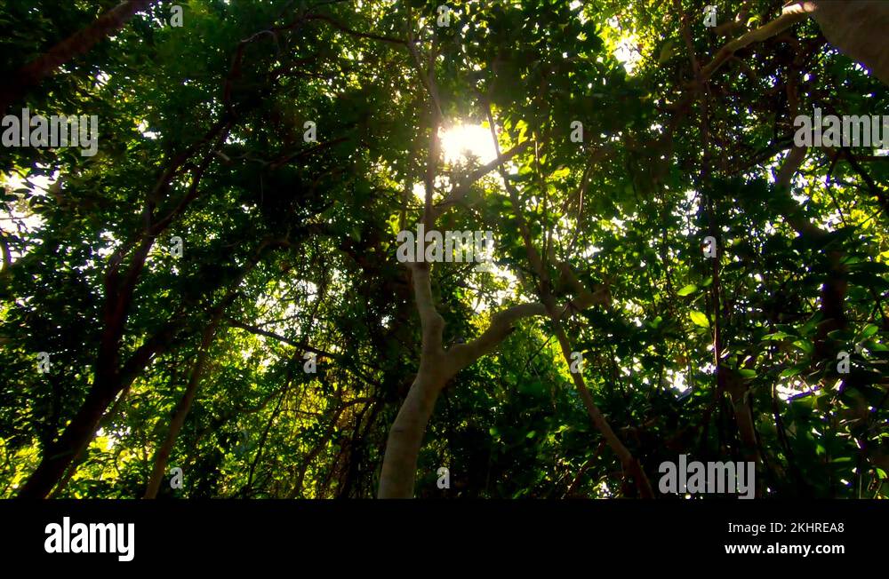 Cinematic Sunlight Through Jungle Trees, Calming Green, 4K Stock Video ...