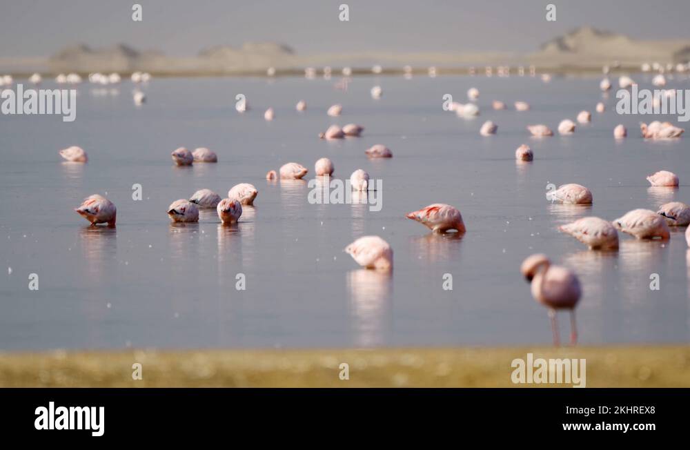 Flamingos At The Bird Sanctuary, Walvis Bay, Namibia Stock Video ...
