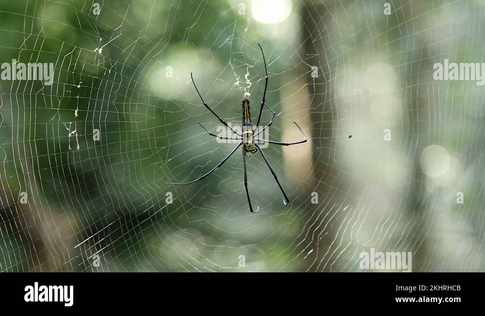 Spider in kerala Stock Videos & Footage - HD and 4K Video Clips - Alamy