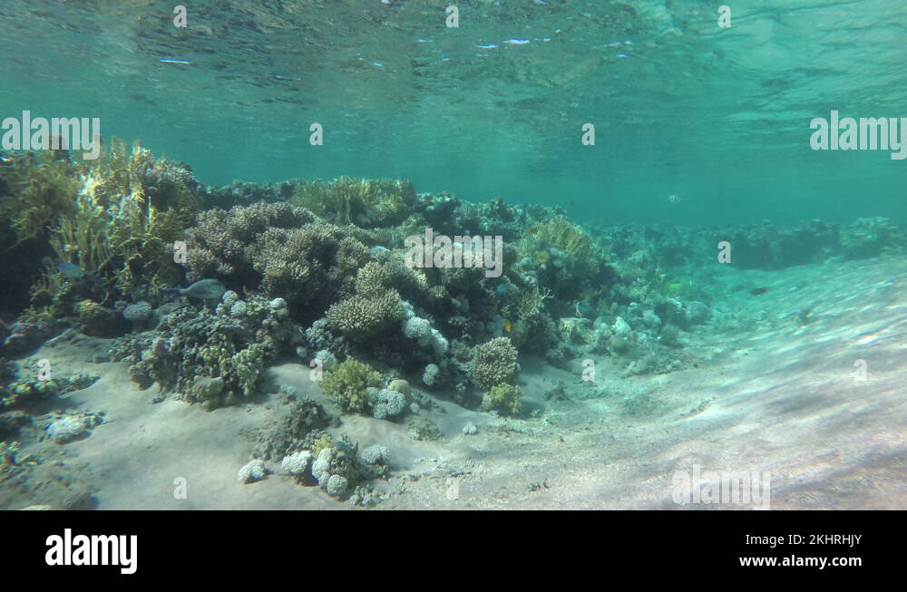 Beautiful fish coral Stock Videos & Footage - HD and 4K Video Clips - Alamy