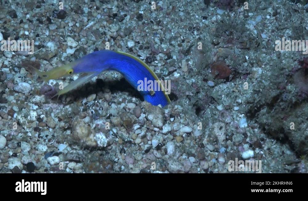 Blue ribbon moray eel rhinomuraena Stock Videos & Footage - HD and 4K ...