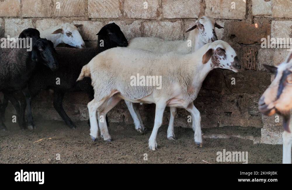 Sheep of different colors in the paddock before the sacrifice. Kurban ...
