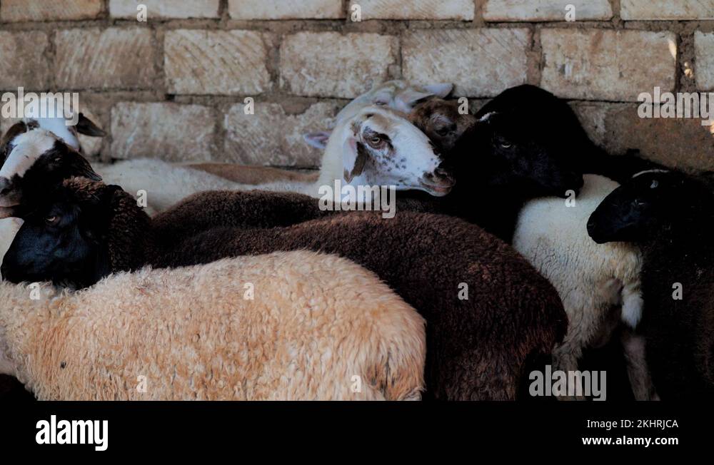 Sheep of different colors in the paddock before the sacrifice. Kurban ...