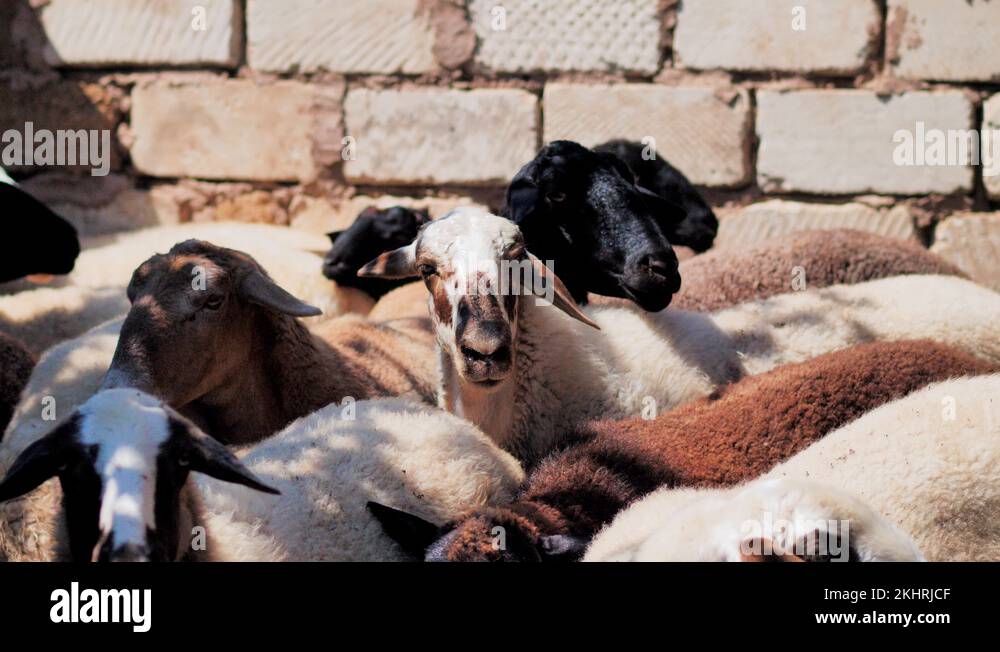 Sheep of different colors in the paddock before the sacrifice. Kurban ...