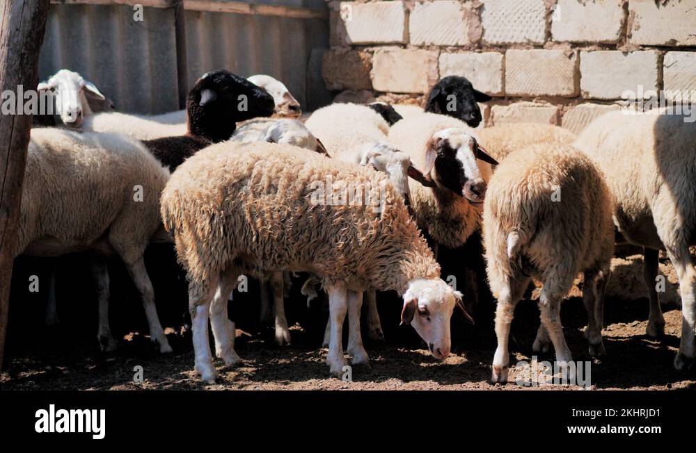 Sheep of different colors in the paddock before the sacrifice. Kurban ...
