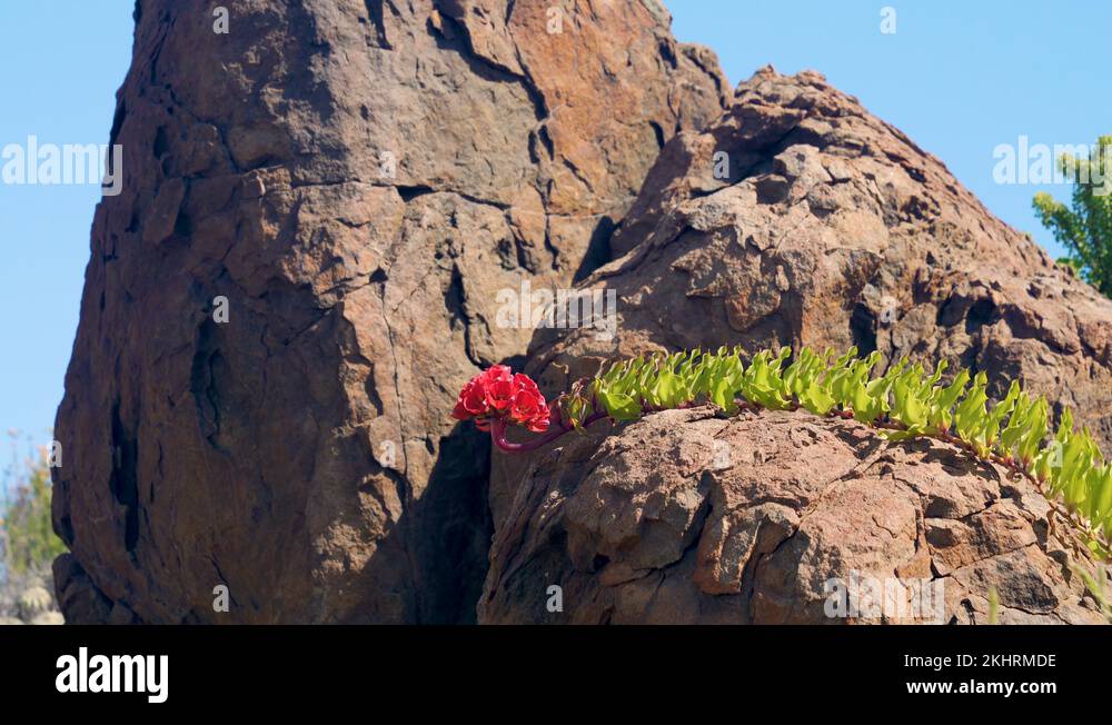 Flora de chile Stock Videos & Footage - HD and 4K Video Clips - Alamy