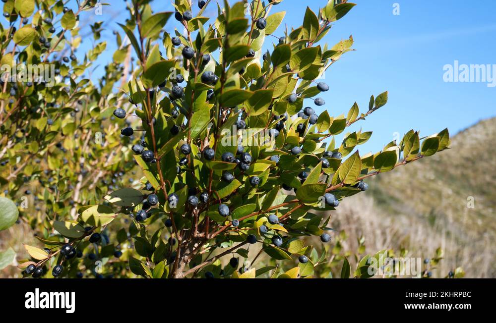 A myrtle myrtus communis Stock Videos & Footage - HD and 4K Video Clips ...