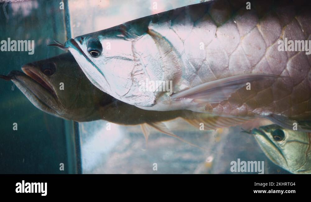 Tarpon fish in an aquarium in Hong Kong for sale fish market Stock ...