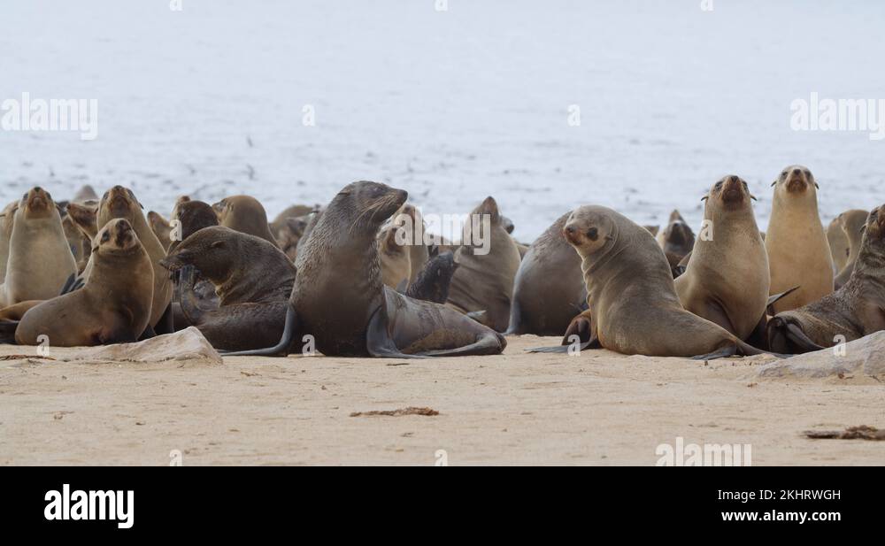 Beautiful wild animals on the beach of Cape Cross. Namibia, seal colony ...