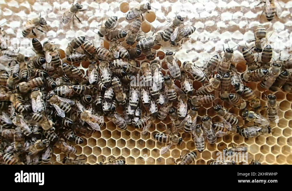 Queen bee cups Stock Videos & Footage - HD and 4K Video Clips - Alamy