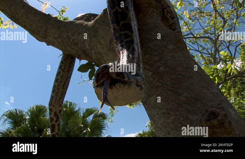 A large tree snake hanging from a tree flicks its tongue on slithers ...