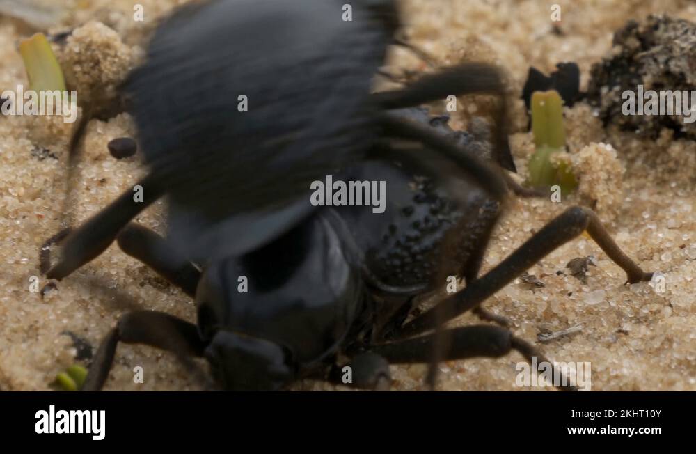 Long legged animals Stock Videos & Footage - HD and 4K Video Clips - Alamy