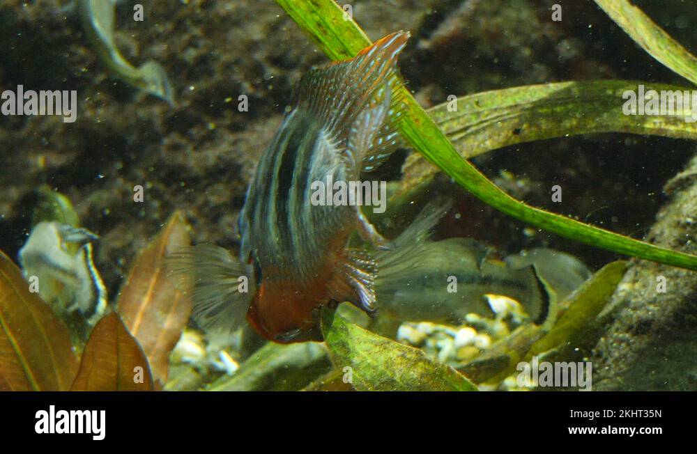 Spotted cichlid Stock Videos & Footage - HD and 4K Video Clips - Alamy