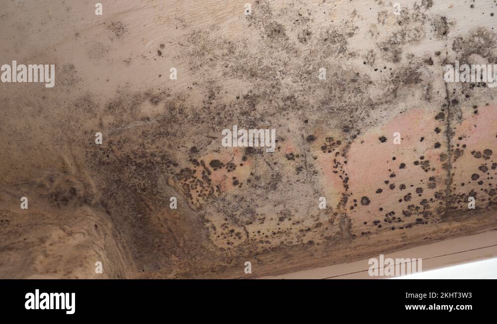 Moisture damage Stock Videos & Footage - HD and 4K Video Clips - Alamy