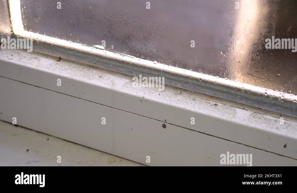 Condensation mould Stock Videos & Footage - HD and 4K Video Clips - Alamy