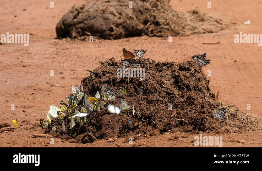 Elephant dung insects Stock Videos & Footage - HD and 4K Video Clips ...