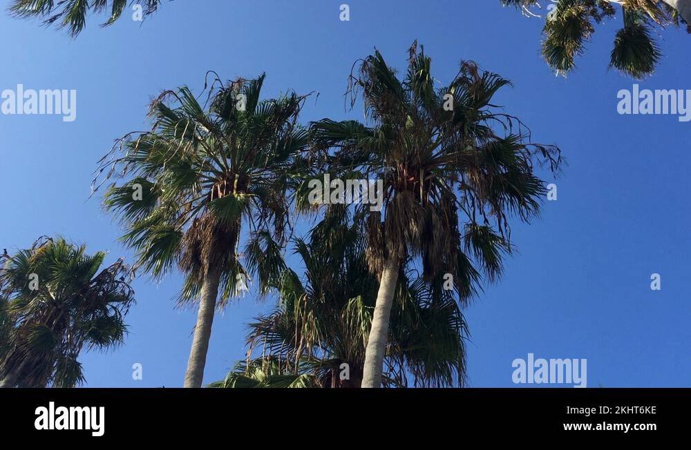 Graffiti park in Venice Beach. Pan down from palm trees Stock Video ...